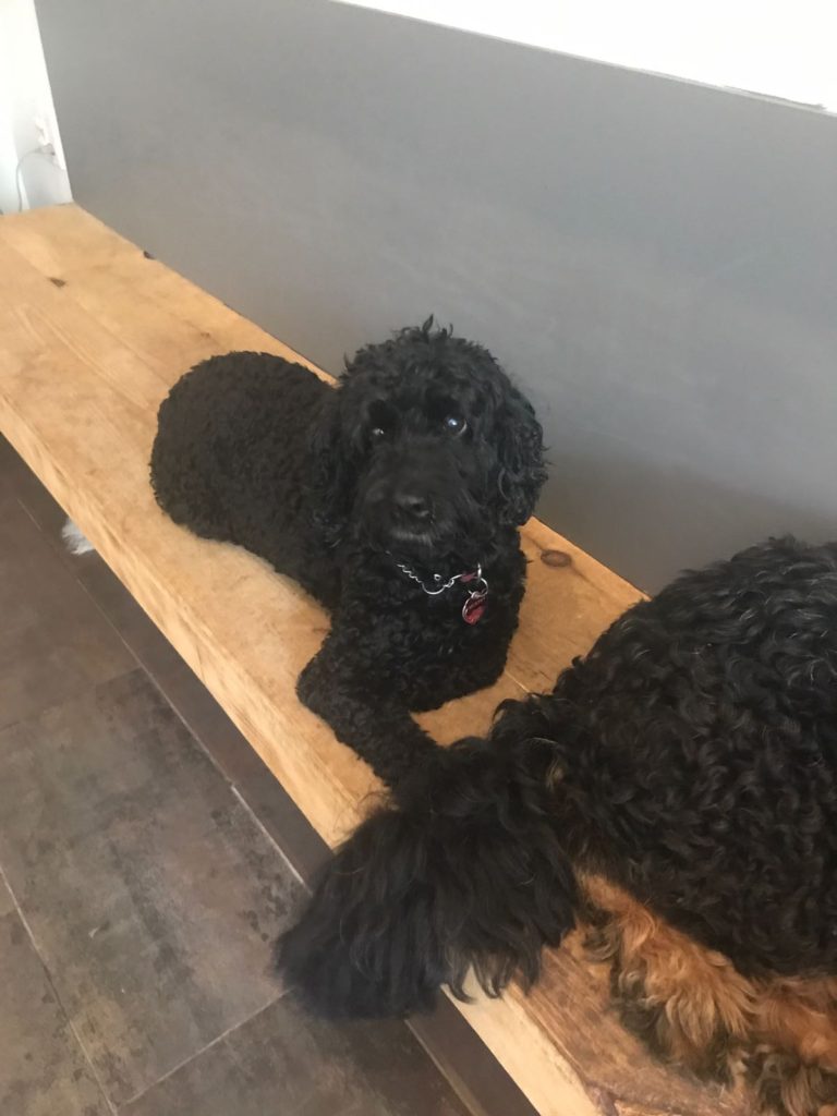 August Dog Of The Month | No Bones About It