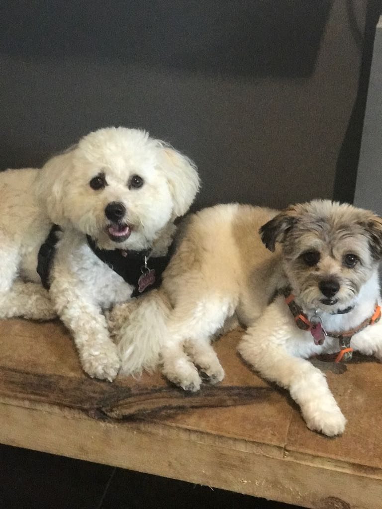 November Dog Of The Month | No Bones About It