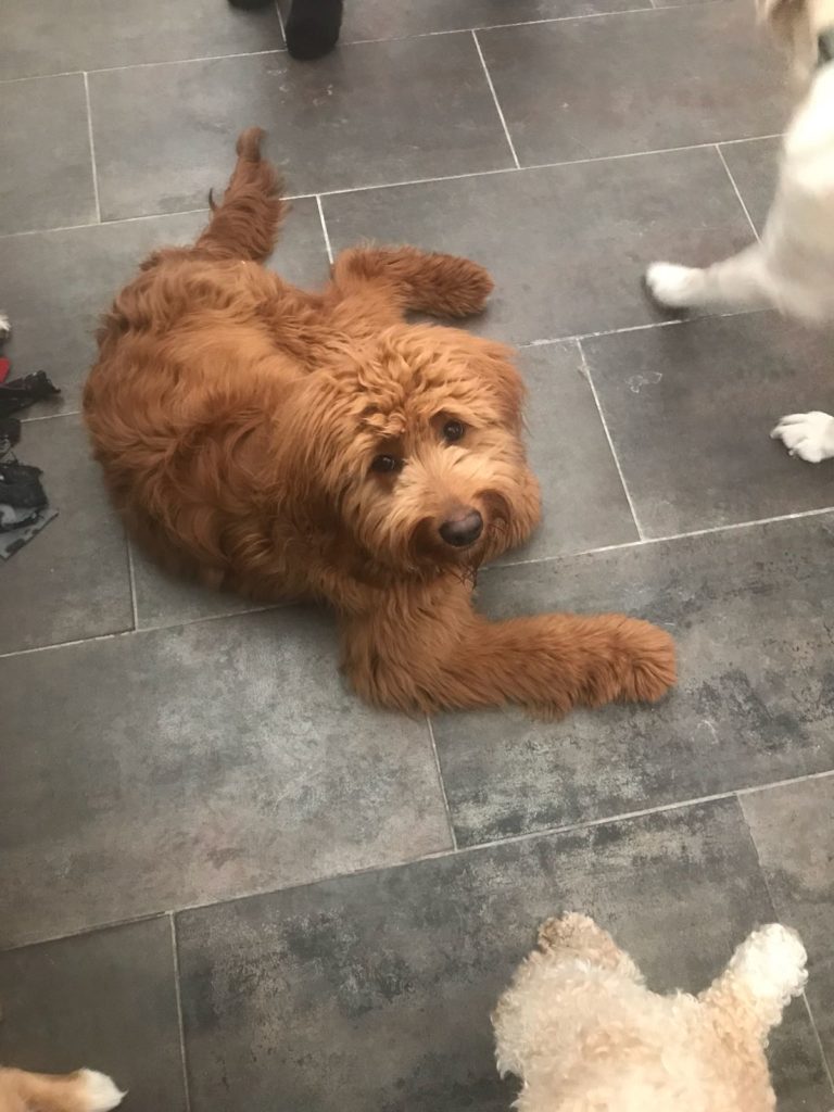 February Dog Of The Month | No Bones About It