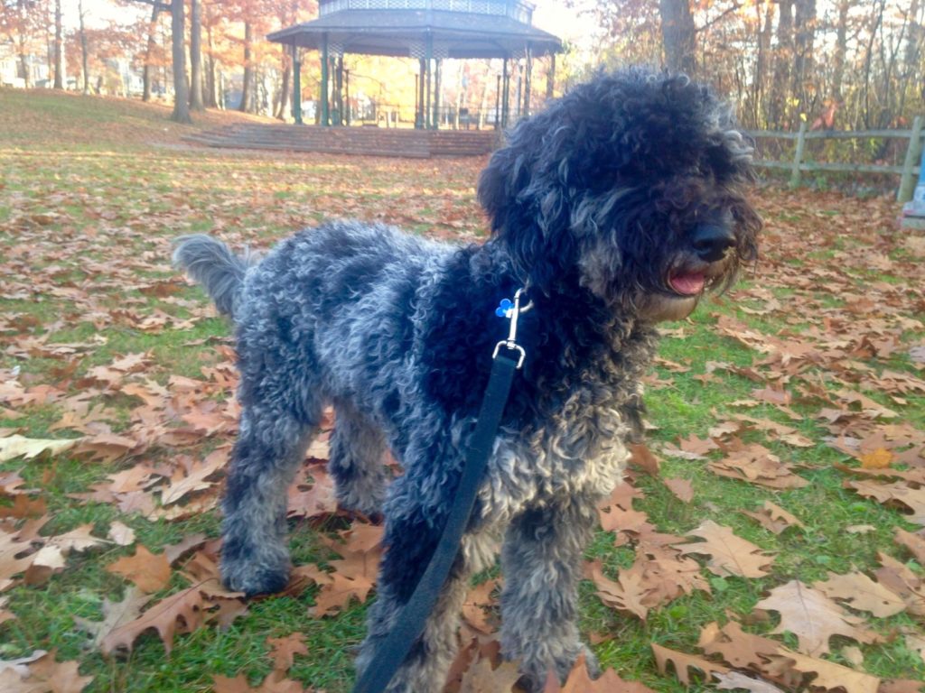 April Dog Of The Month | No Bones About It